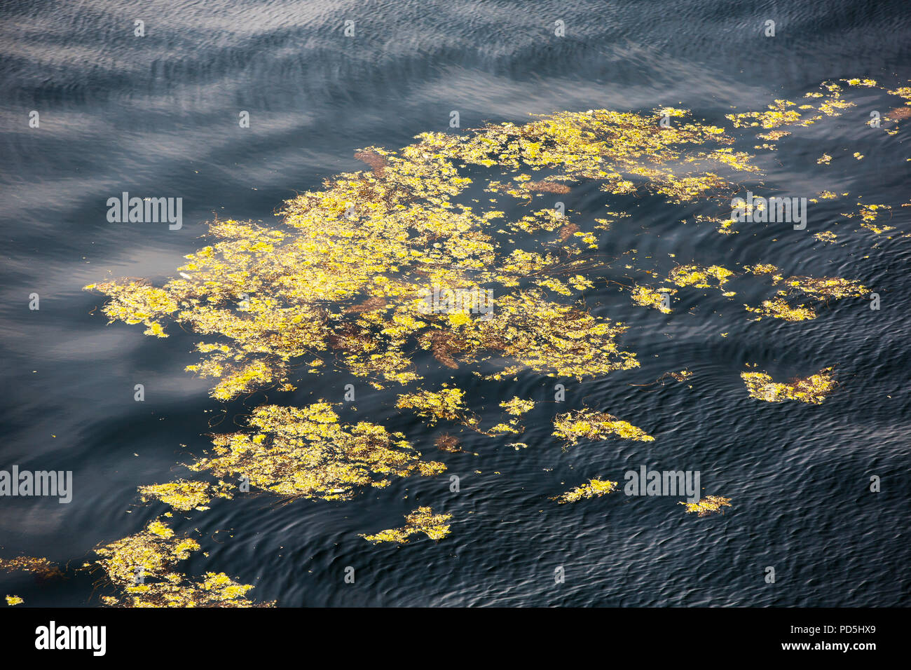 Seaweed floating on a calm sea in the English Channel Stock Photo - Alamy