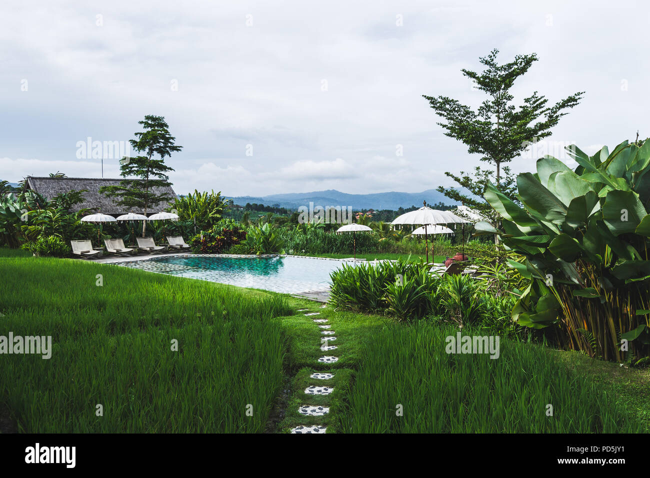Beautiful walkway to the amazing pool between rice fields Stock Photo ...