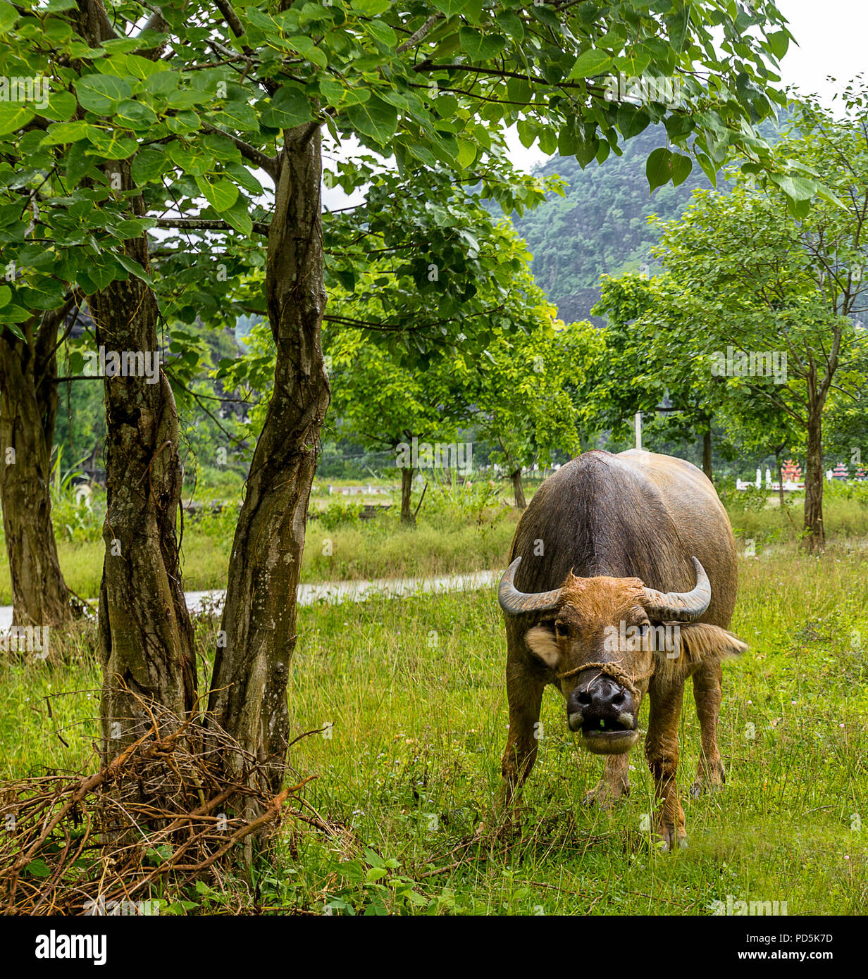 Black water buffalo grazing hi-res stock photography and images - Alamy