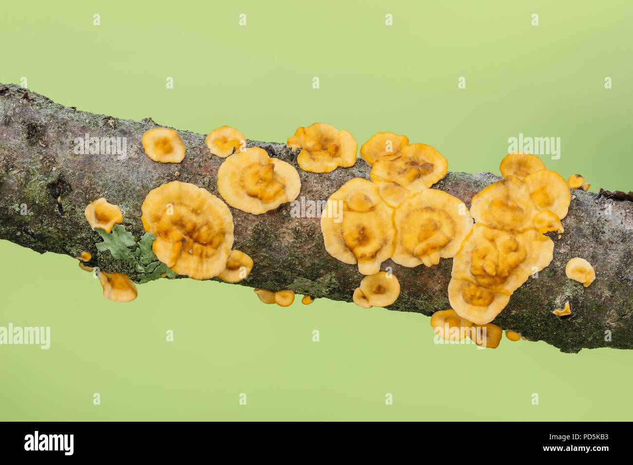 Crowded parchment (Stereum complicatum) crust fungus attached to an oak ...