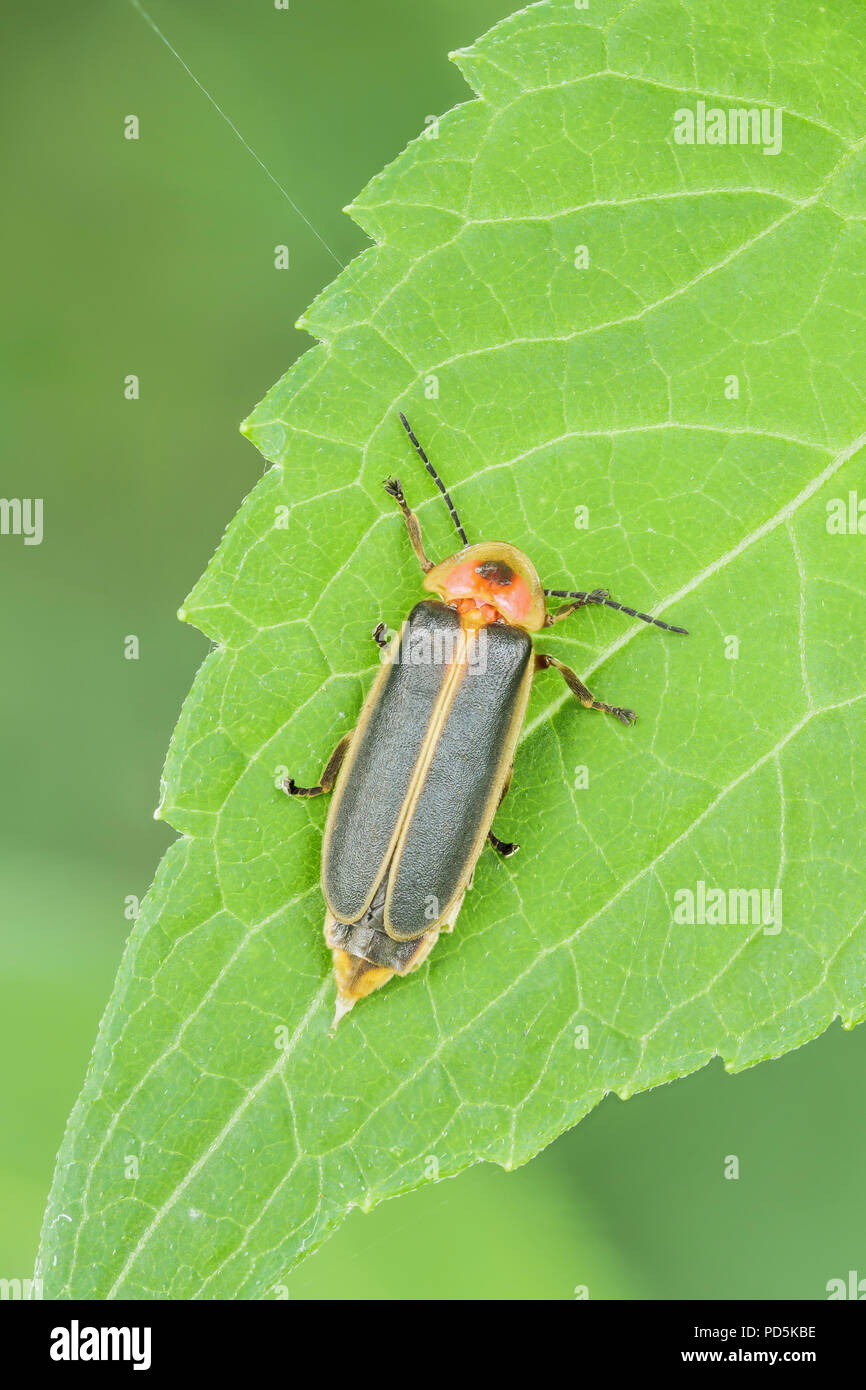 Firefly Insect High Resolution Stock Photography and Images - Alamy