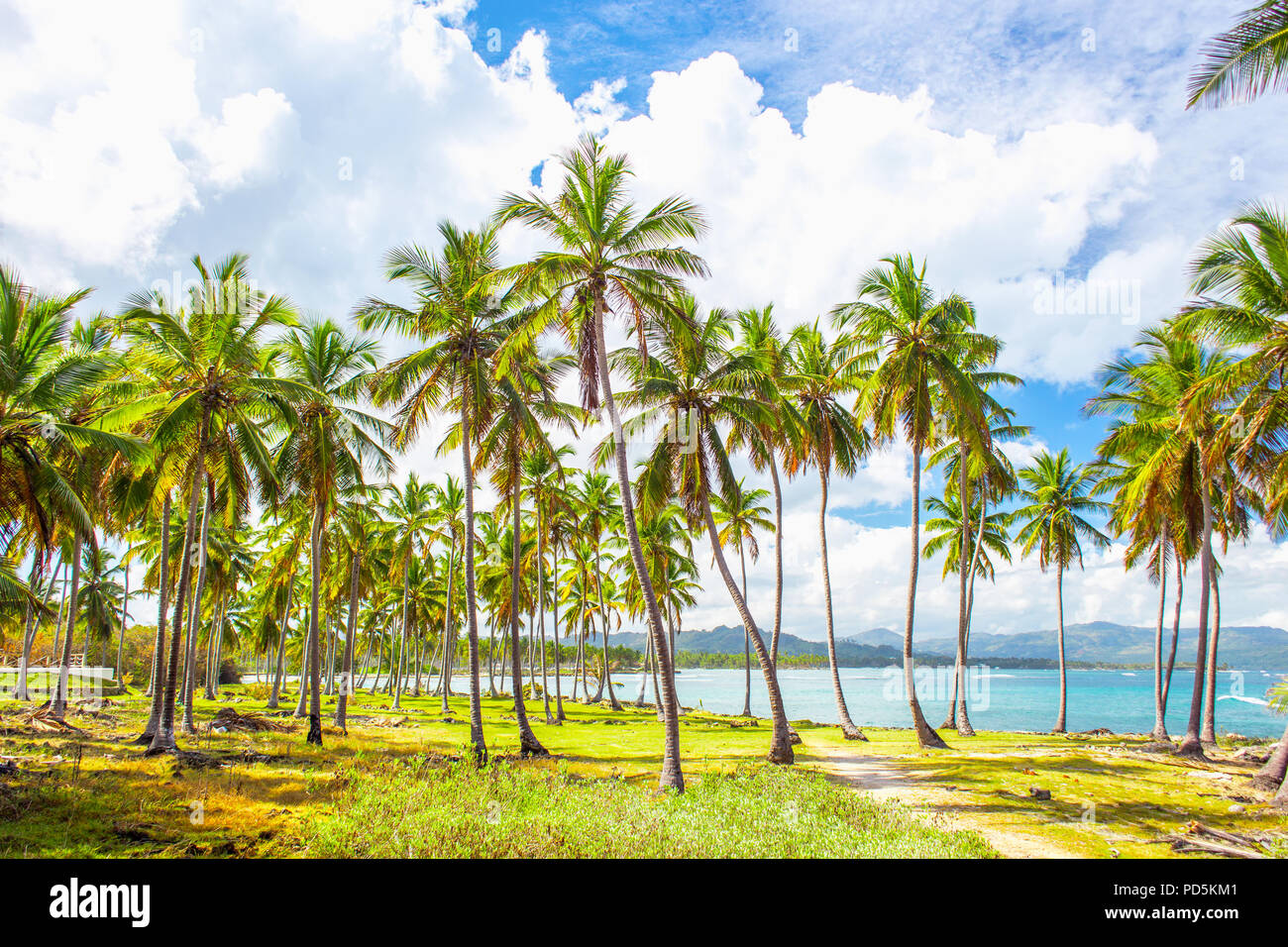 Group of palm trees on the green lawn near the ocean. Vacation concept ...