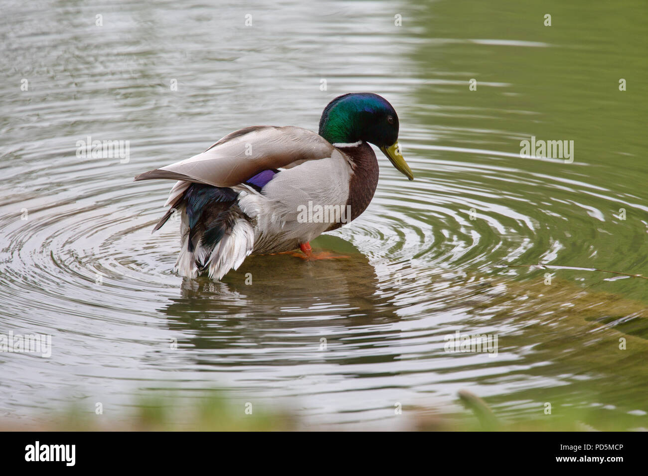 Russian fauna hi-res stock photography and images - Alamy