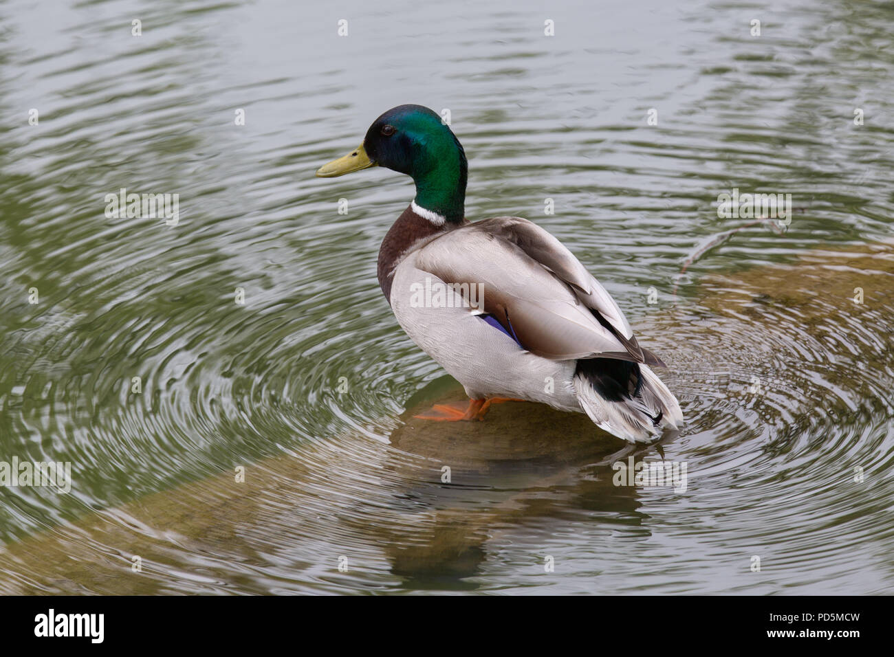 Russian Fauna High Resolution Stock Photography and Images - Alamy