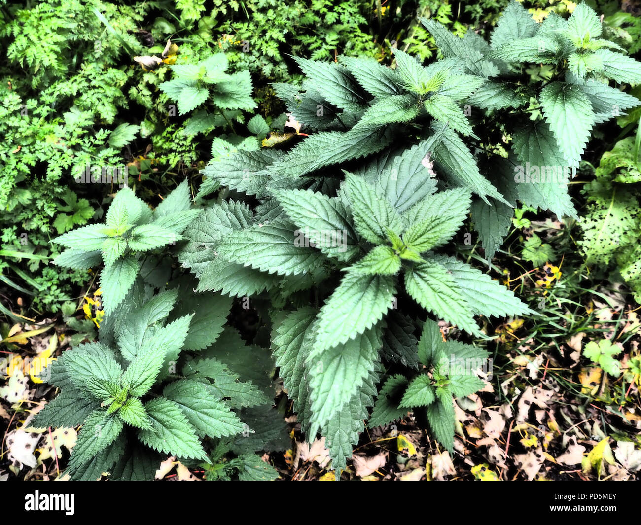 Stinging nettles, Ireland Stock Photo - Alamy