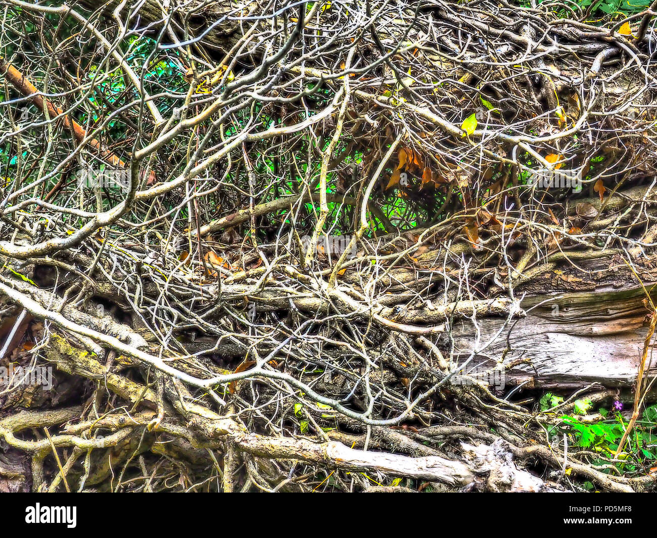 Tangled branches, Ireland Stock Photo - Alamy