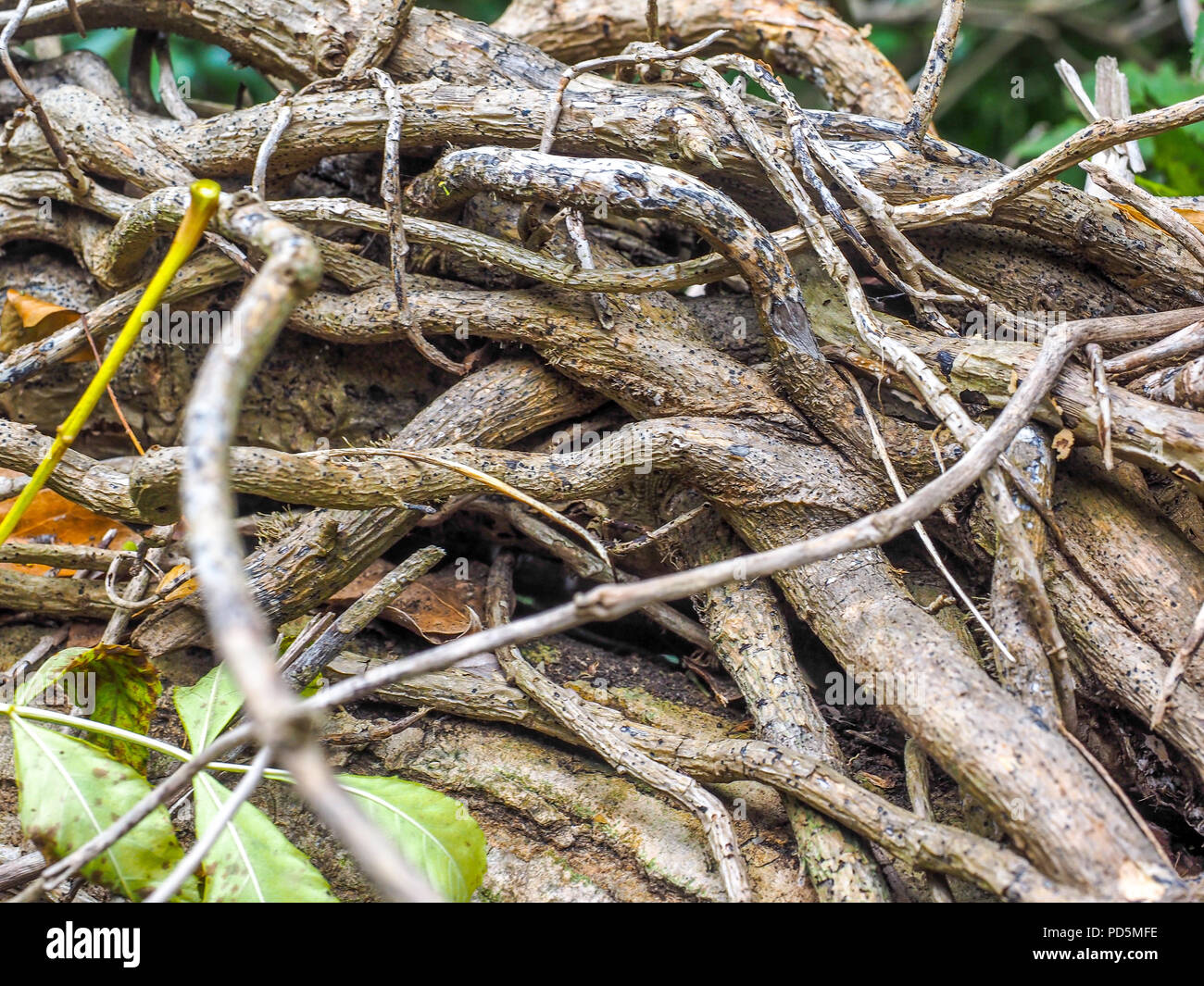 Tangled branches, Ireland Stock Photo - Alamy