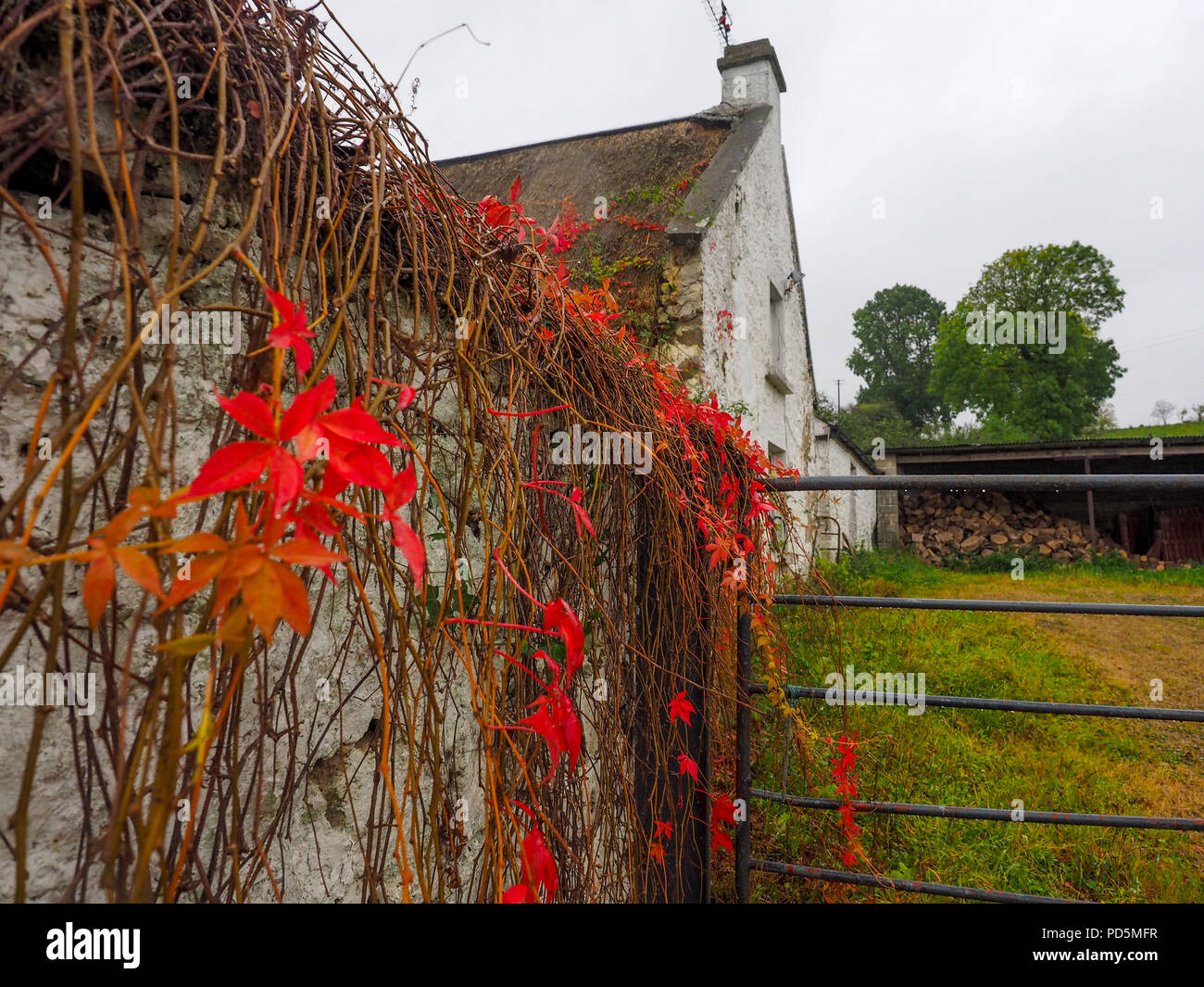 Ireland autumn leaves hi-res stock photography and images - Alamy