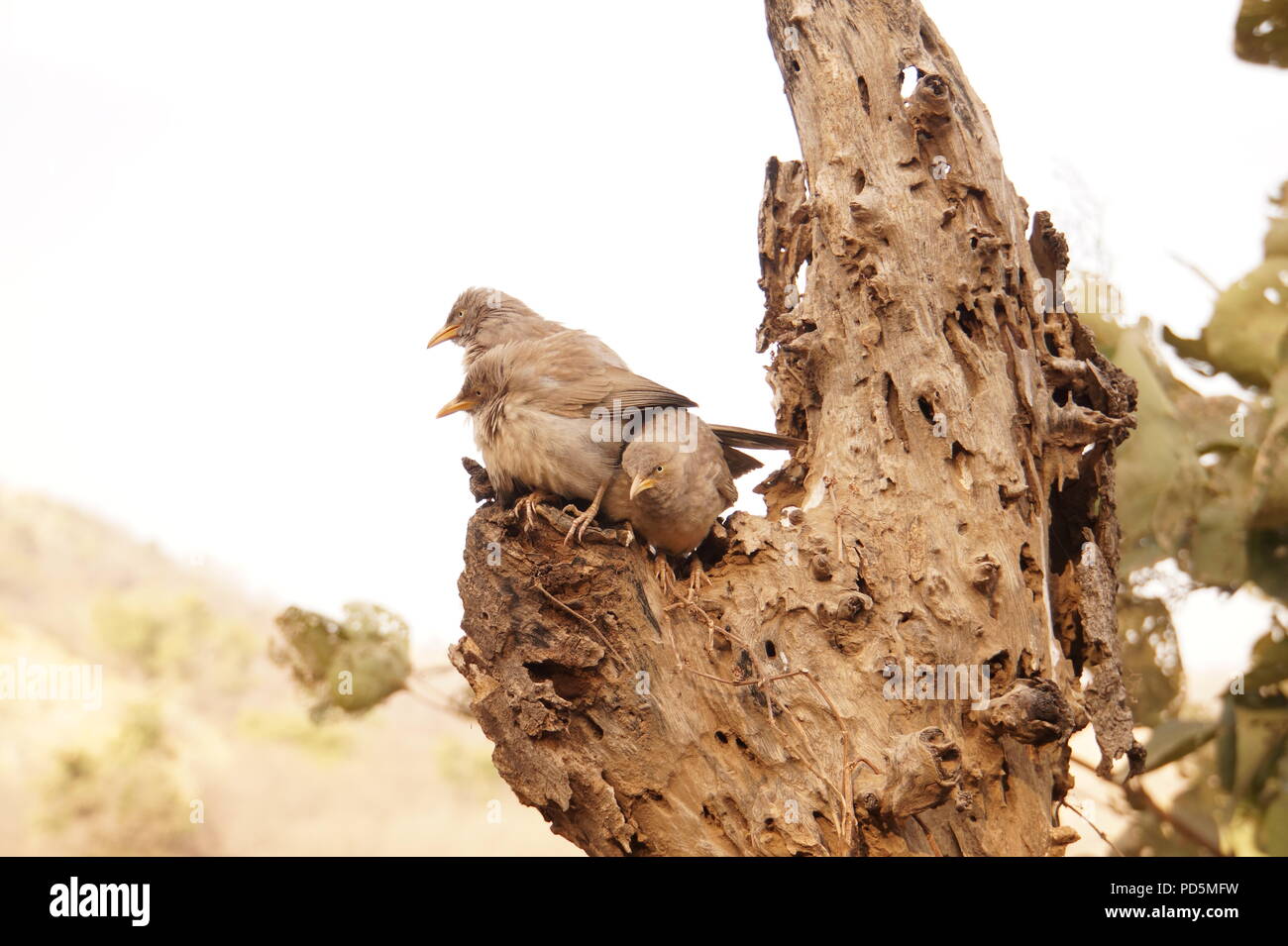 Ranthambore birds hi-res stock photography and images - Alamy