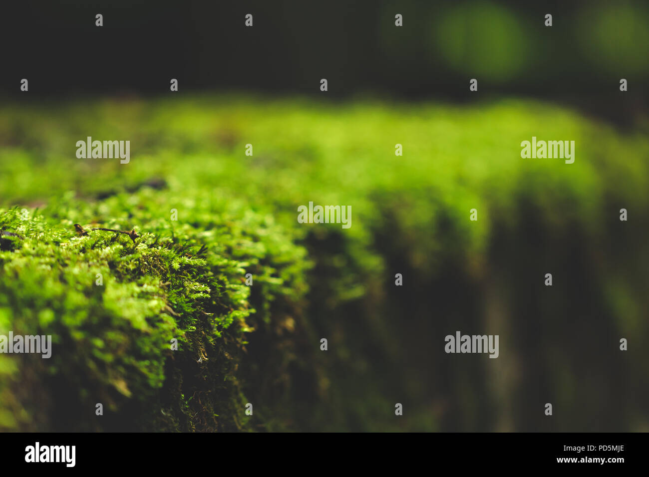 Macro photography of the moss on an old stone . Selective soft focus ...