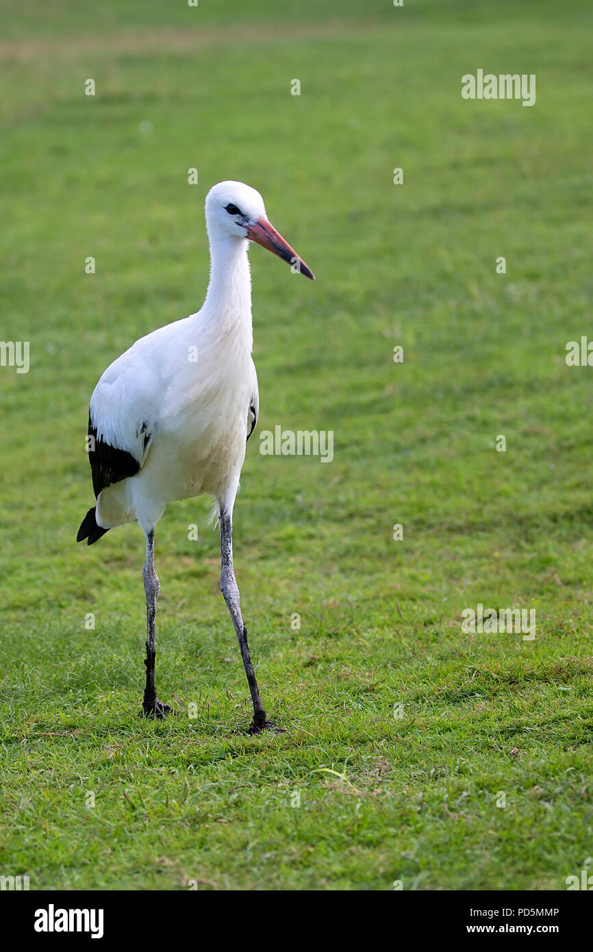 White stork in the wild Stock Photo - Alamy