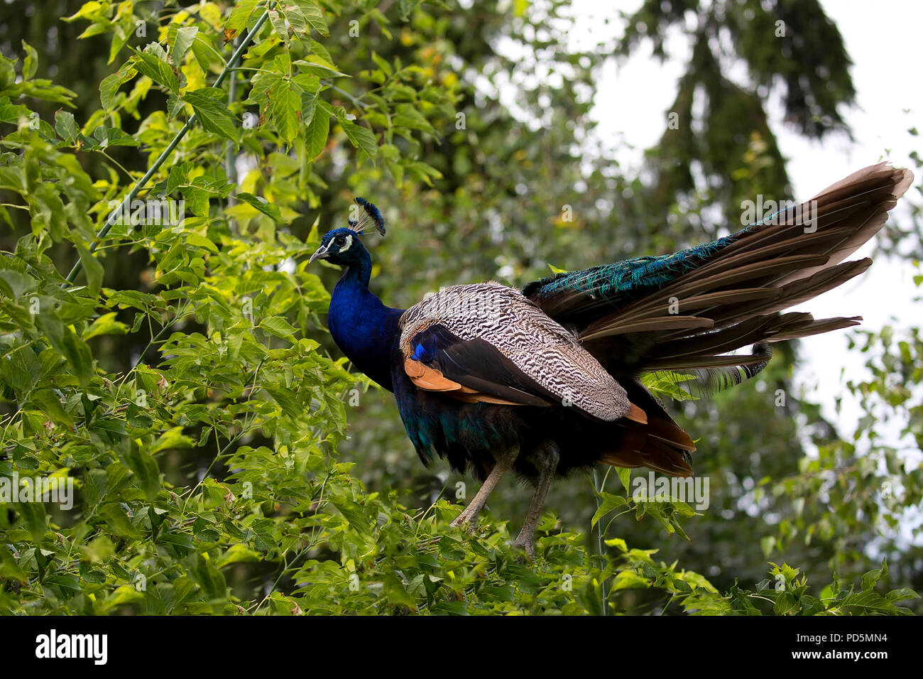 Beauty of peacock hi-res stock photography and images - Alamy