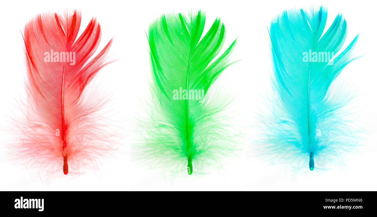 Red blue green feather detail Cut Out Stock Images & Pictures - Alamy