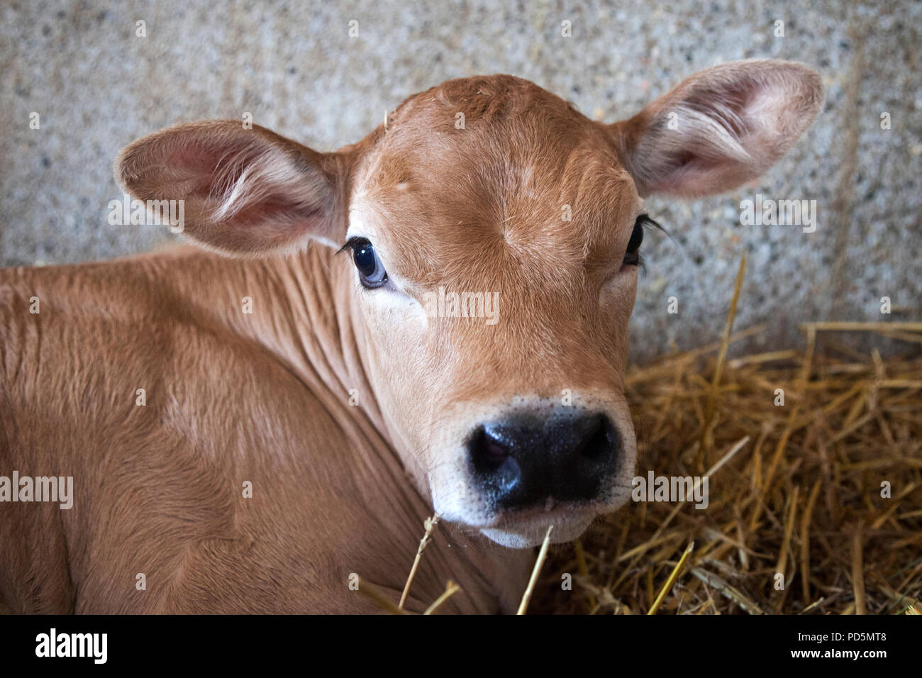 closeup of brown calf that lies in straw of barn Stock Photo - Alamy