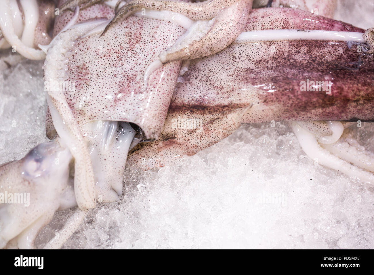 Squid frozen hi-res stock photography and images - Alamy