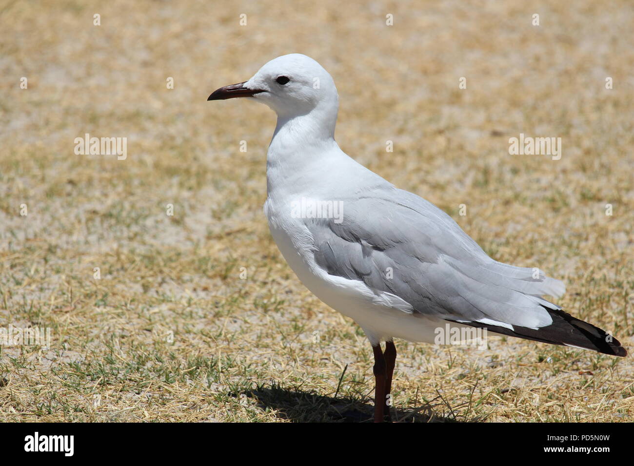 South african seagull hi-res stock photography and images - Alamy
