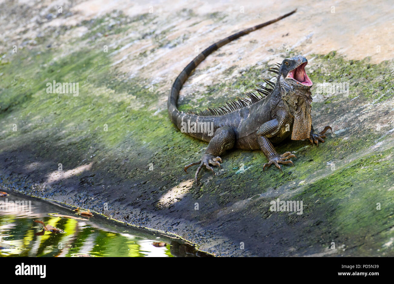 Green iguana. Iguanidae family. American rainforest Costa Rica Stock ...