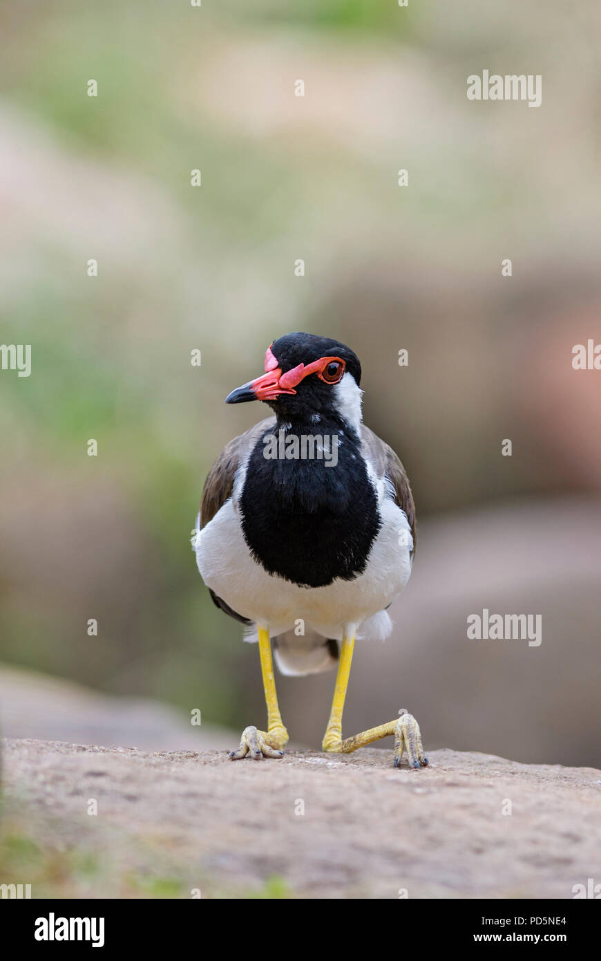 Red-wattled Lapwing - Vanellus indicus, large colored plover from Asian ...