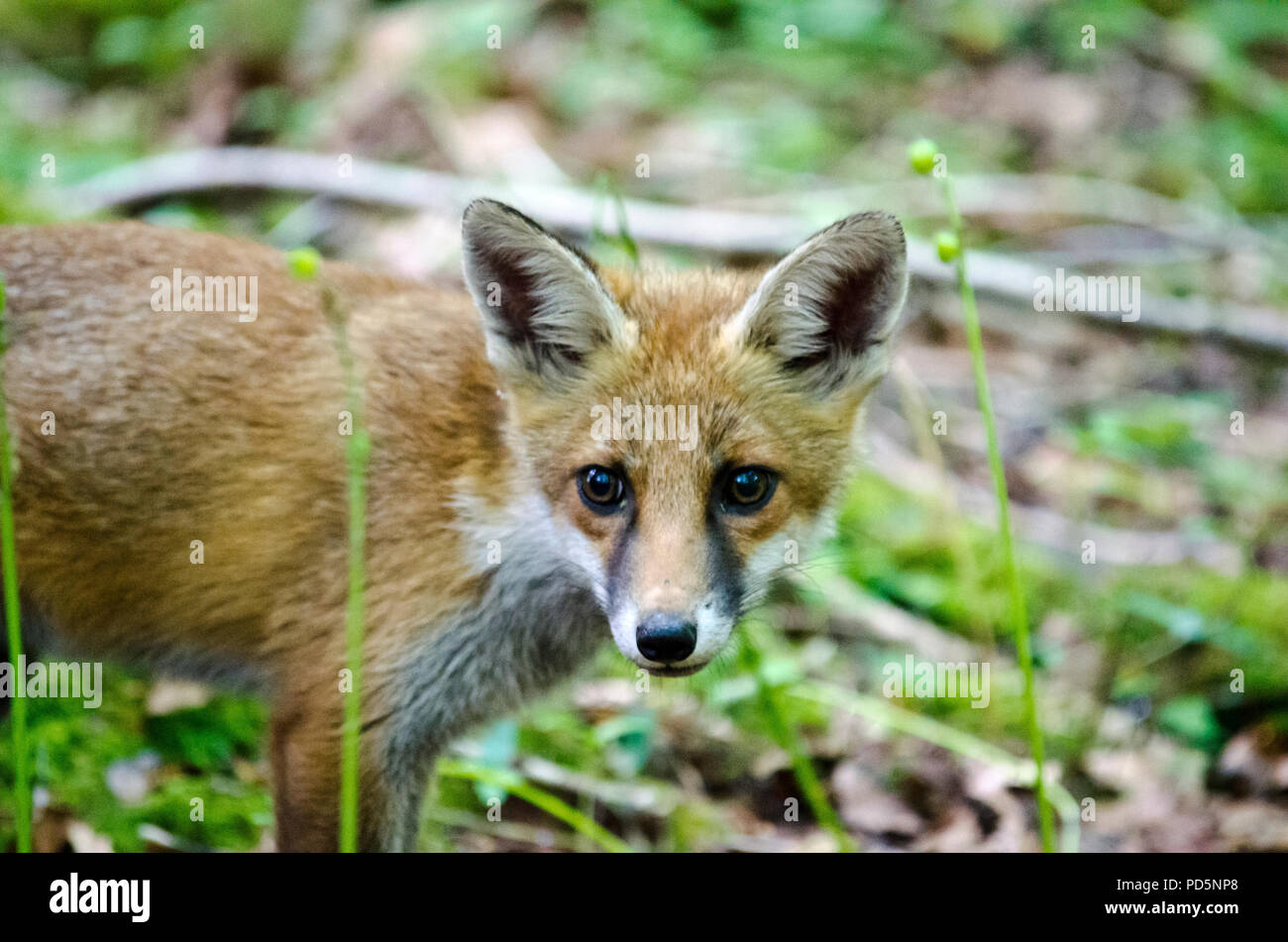 closeup of young fox or fox cub, vulpes vulpes, facing the camera Stock ...
