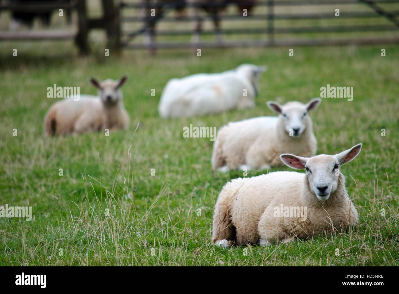 Odd one out animals hi-res stock photography and images - Alamy