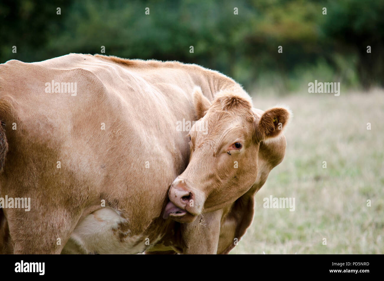 Grooming cow hi-res stock photography and images - Alamy