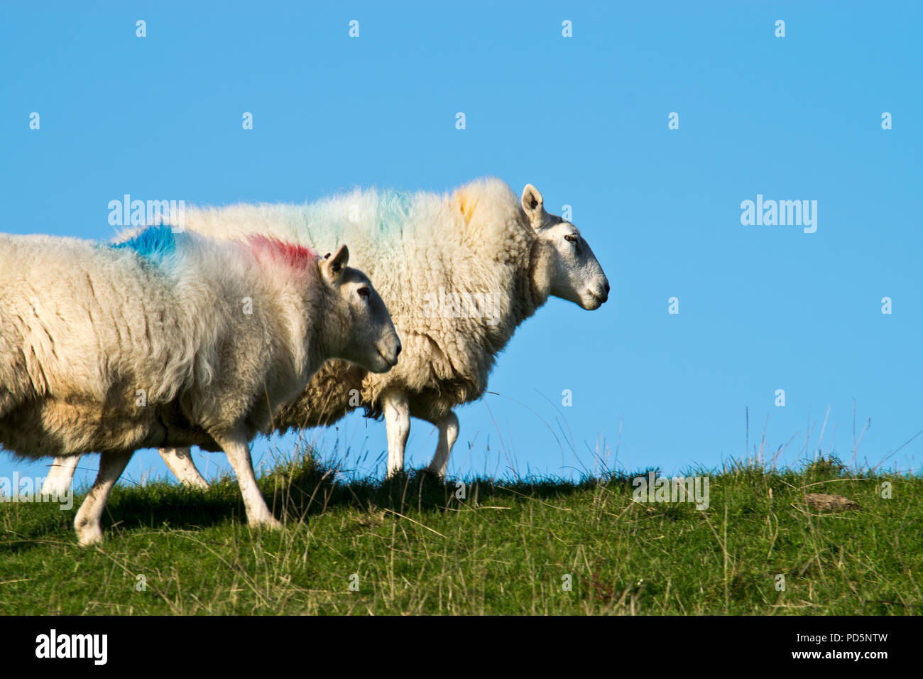Two ewes hi-res stock photography and images - Alamy