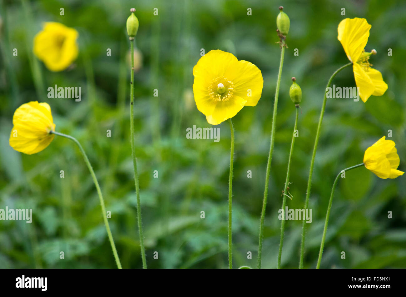 Welsh poppies hi-res stock photography and images - Alamy