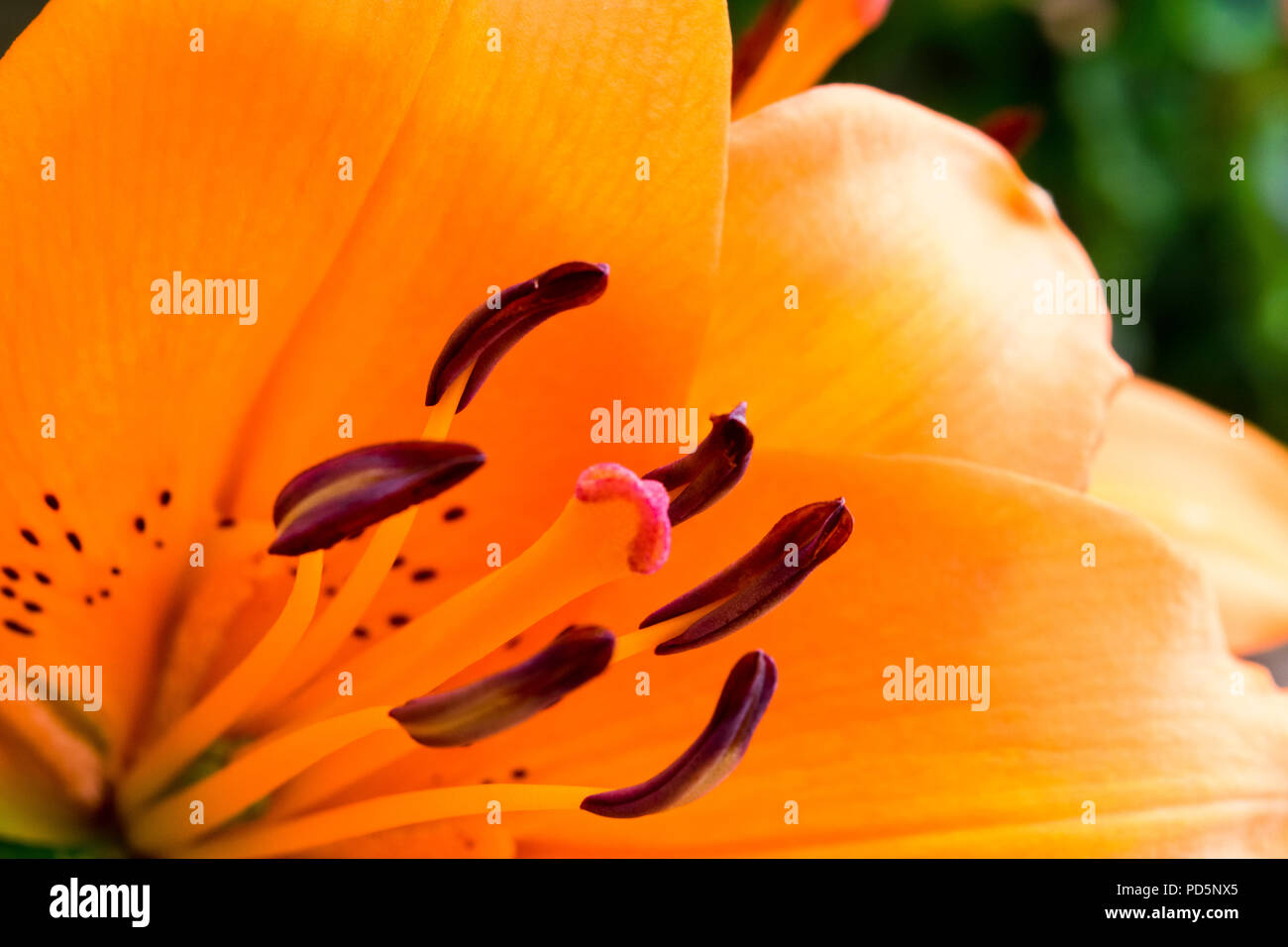 Detail of a Lily flower showing the anthers on the stamens and the ...