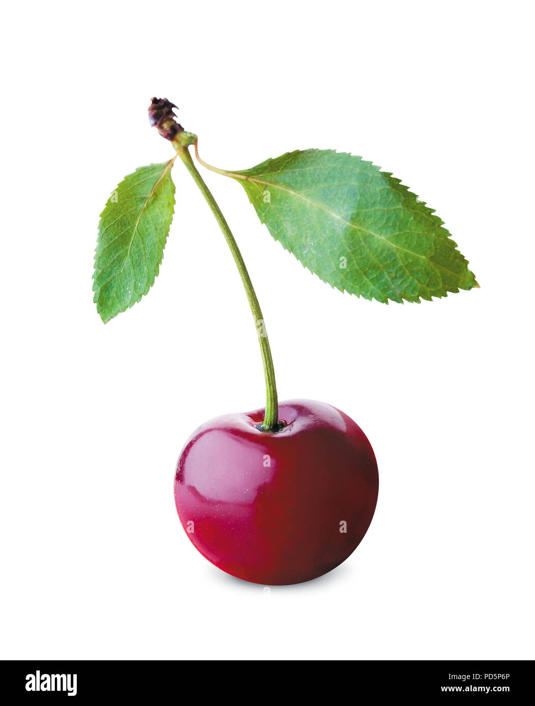 One of cherry on a white background Stock Photo - Alamy