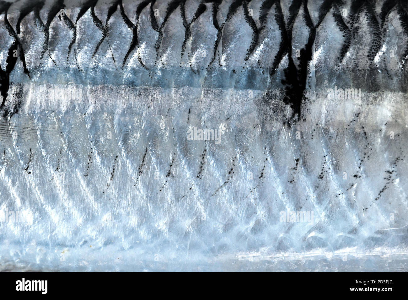 Cycloid scales hi-res stock photography and images - Alamy