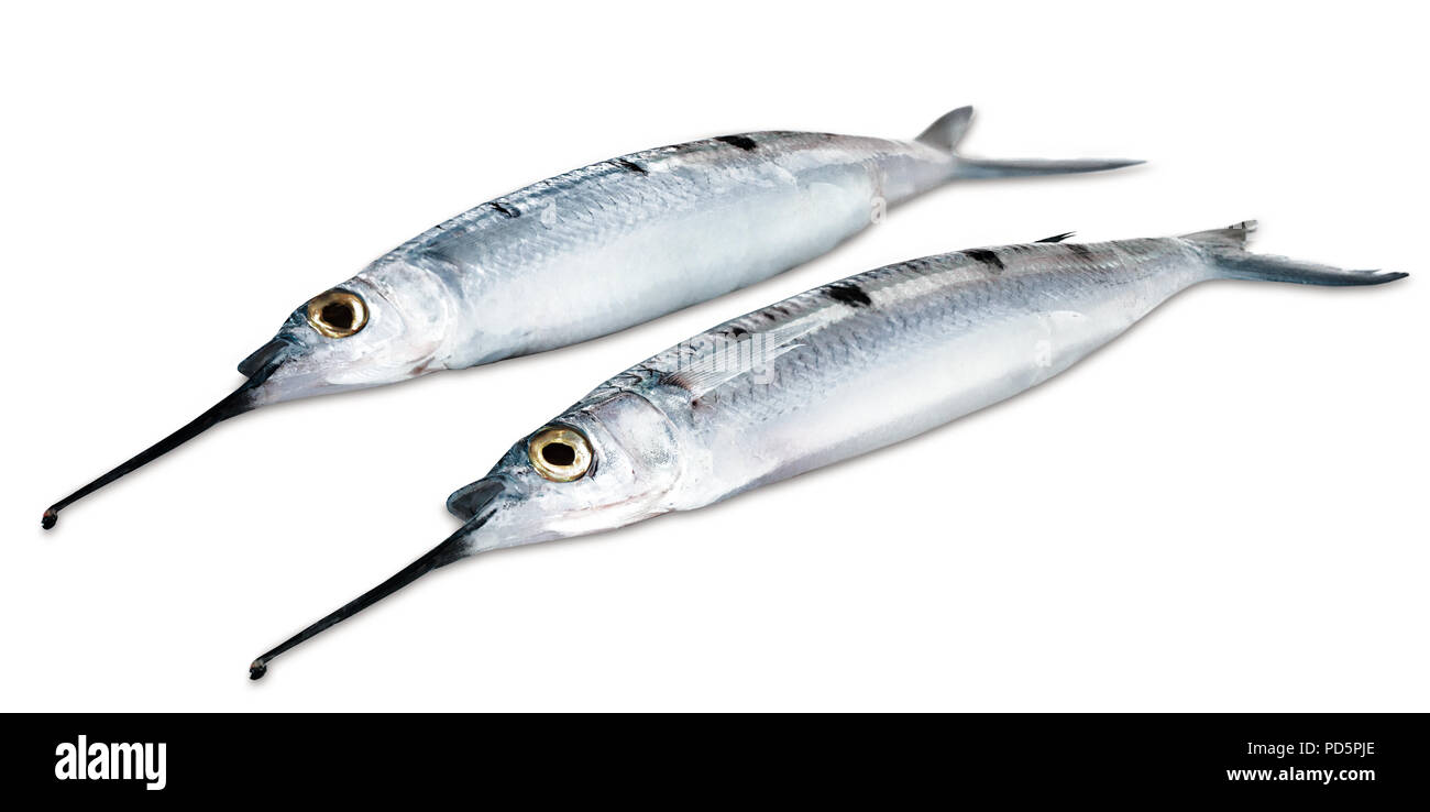 Two needle-fish on a white background Stock Photo - Alamy