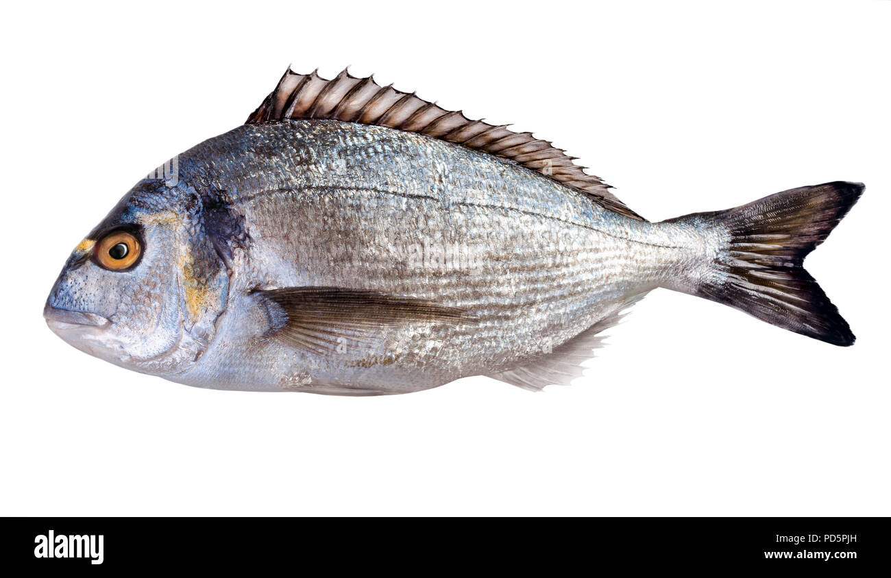 Dorada fish on white background. Studio shot Stock Photo - Alamy