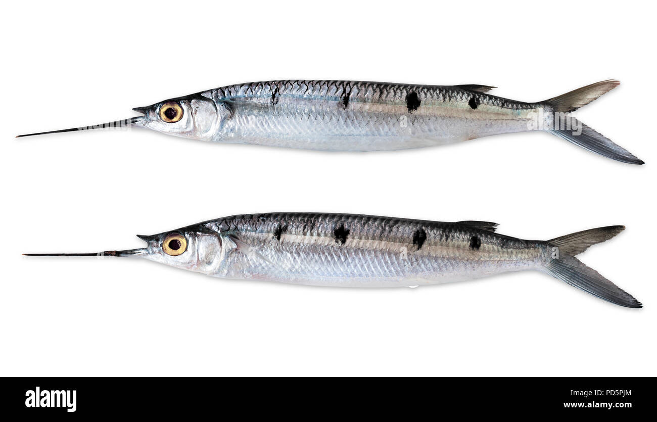 Two fresh fishes isolated on white background Stock Photo - Alamy