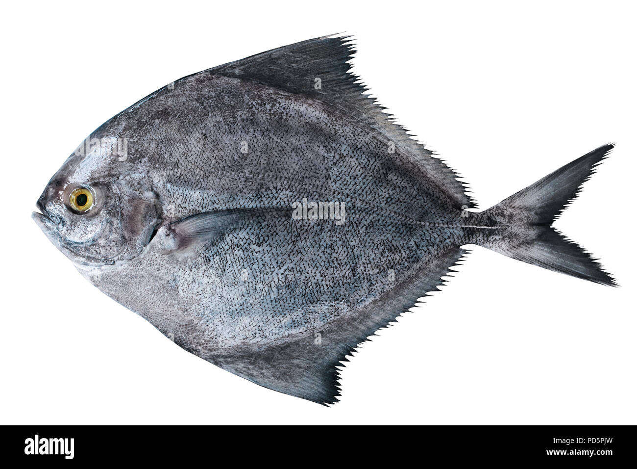 Closeup profile image black Cut Out Stock Images & Pictures - Alamy