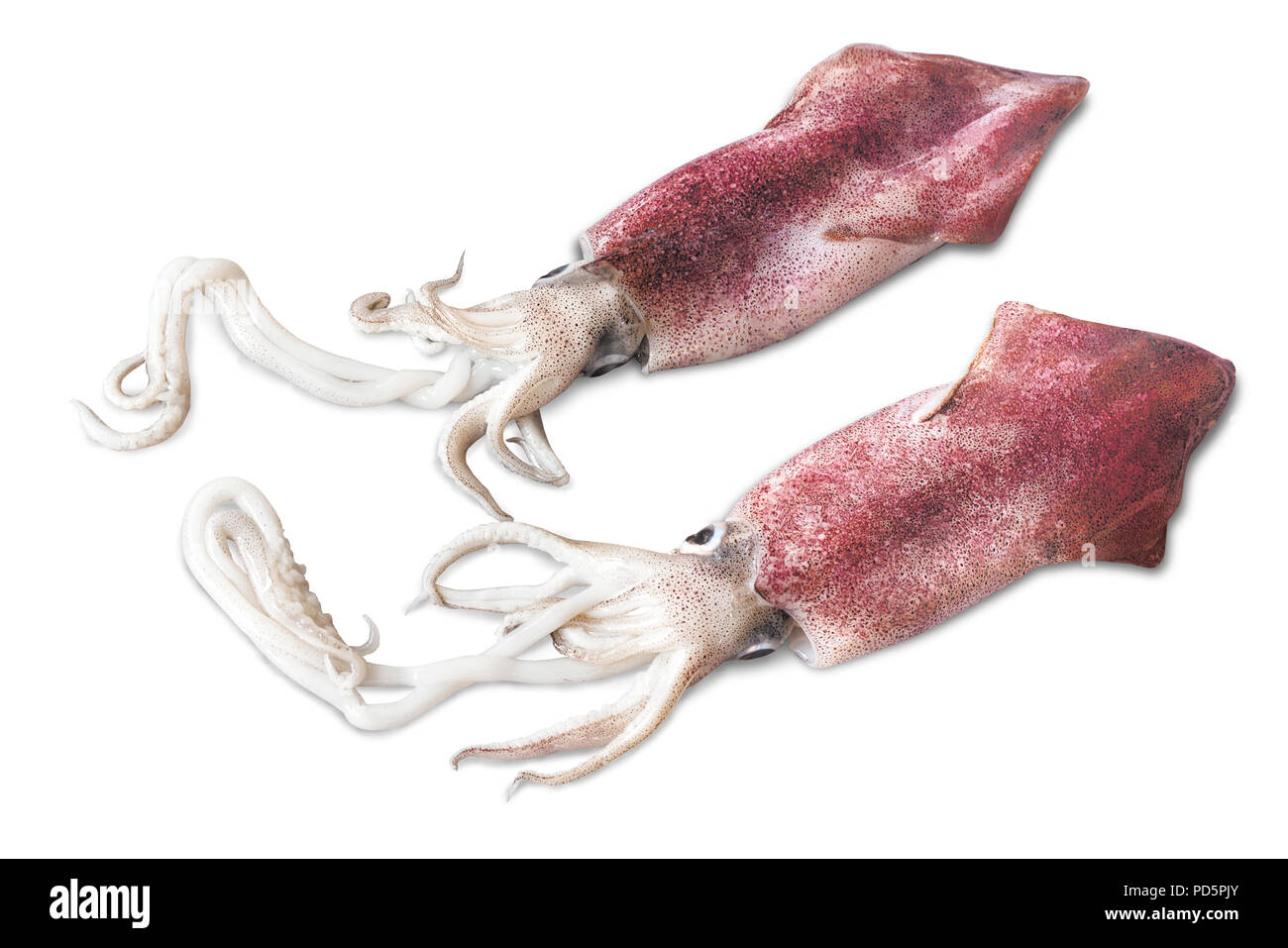 Two young squid on a white background Stock Photo - Alamy