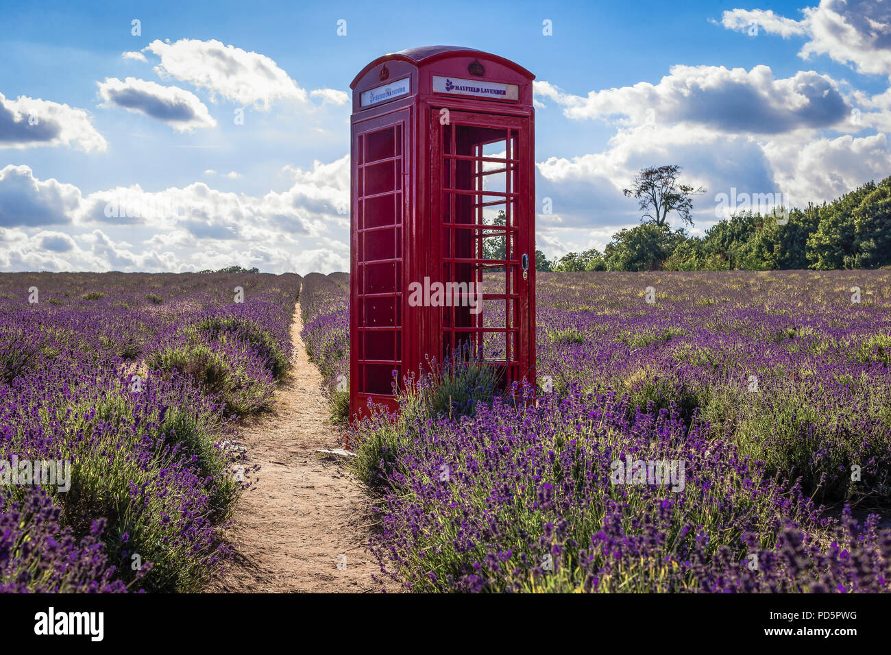 Iconic red telephone box in a field of lavender Stock Photo - Alamy
