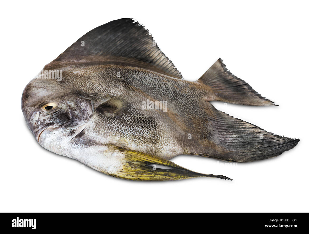 Fresh raw fish giant Cut Out Stock Images & Pictures - Alamy