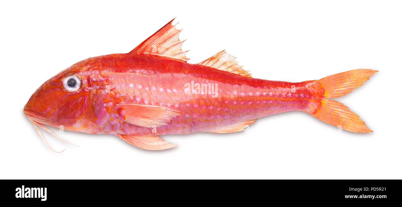 Fresh red mullet isolated on white background Stock Photo - Alamy