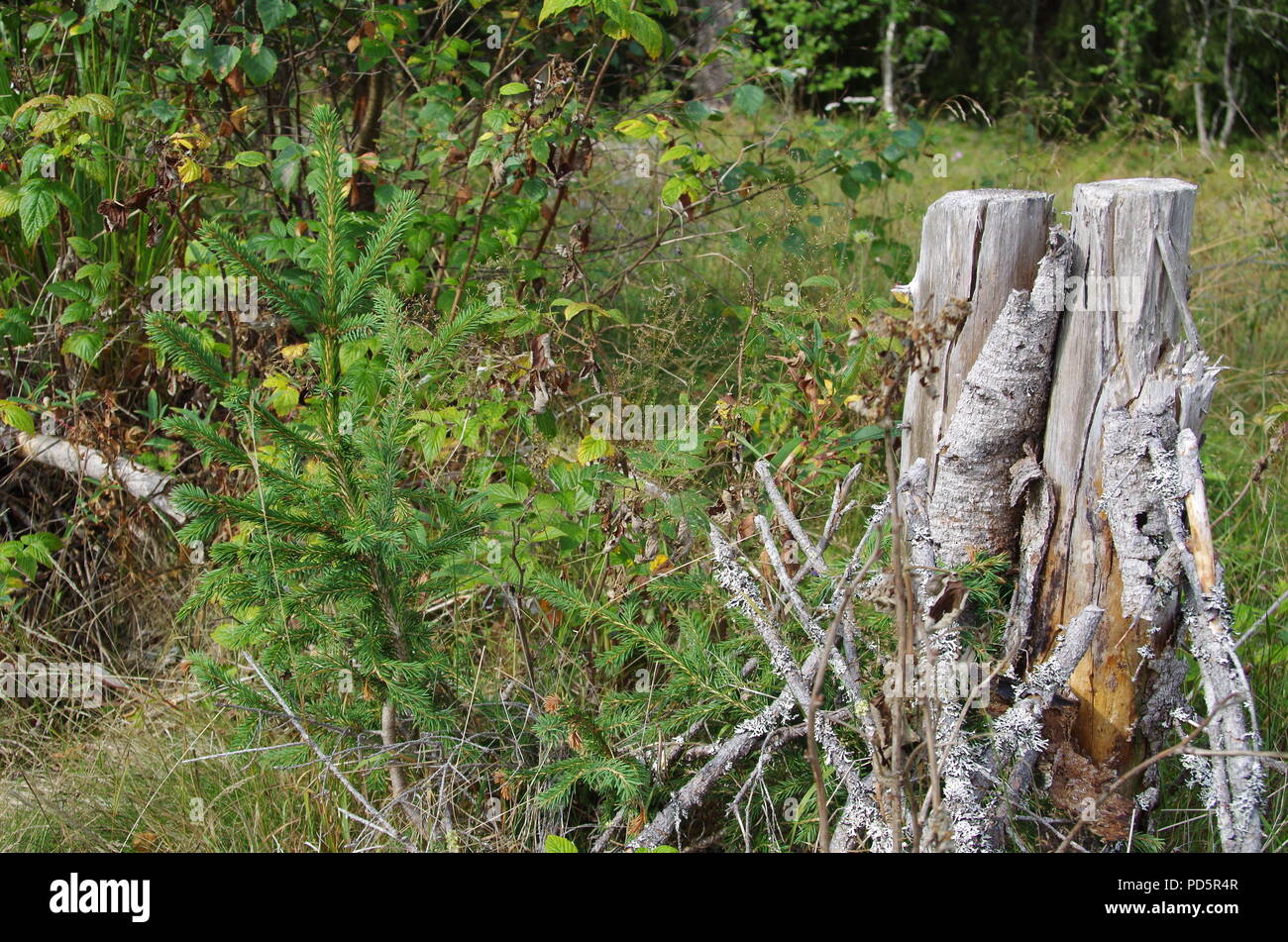 An old and a new tree standing side by side Stock Photo - Alamy