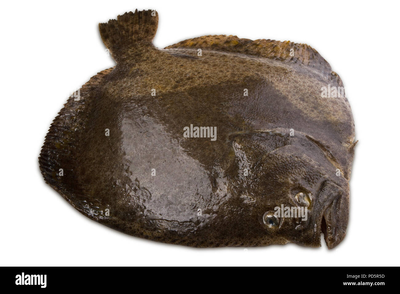 Turbot fish isolated on white background Stock Photo - Alamy