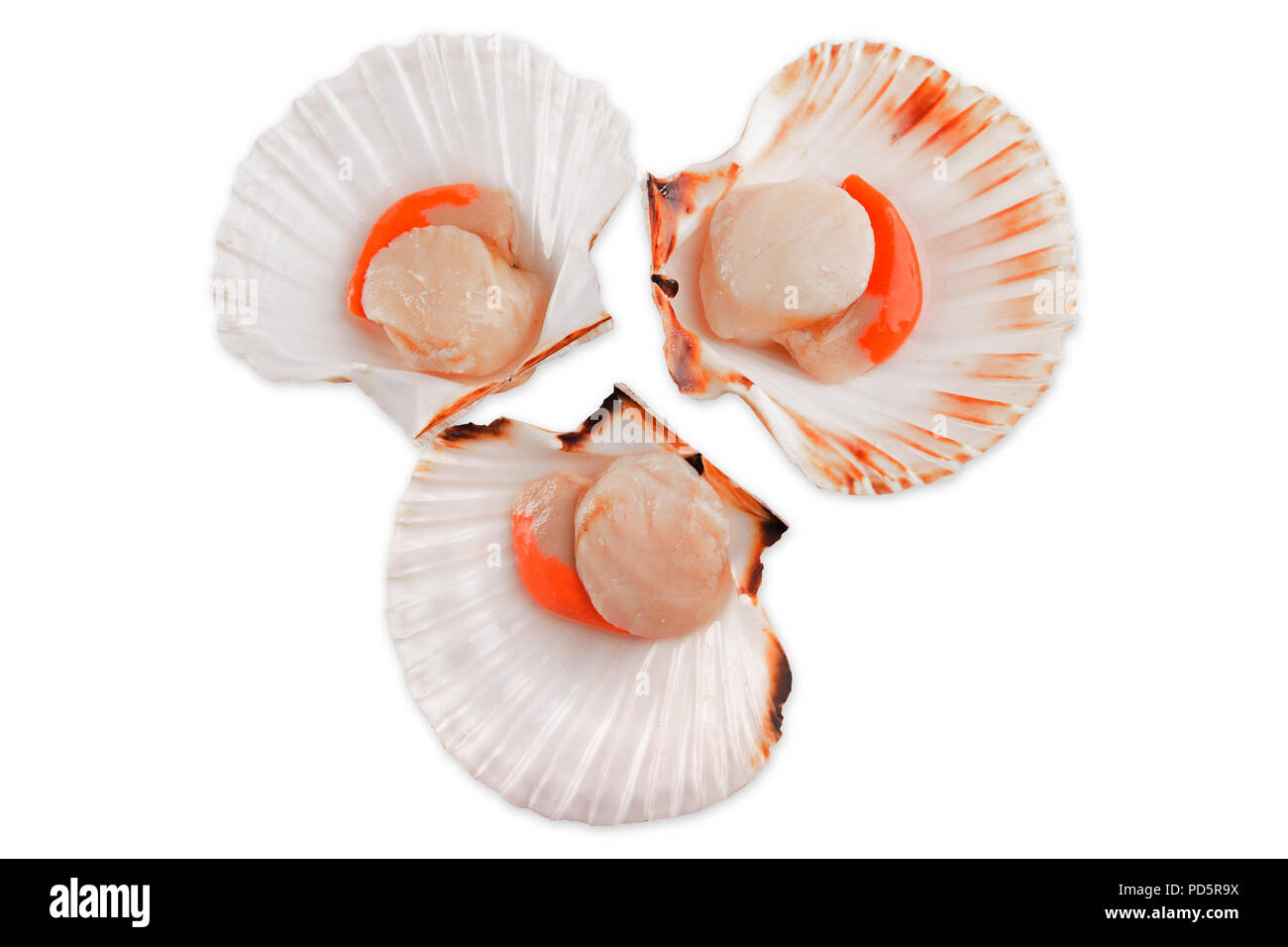 Sea scallop raw in seashell on white background Stock Photo - Alamy
