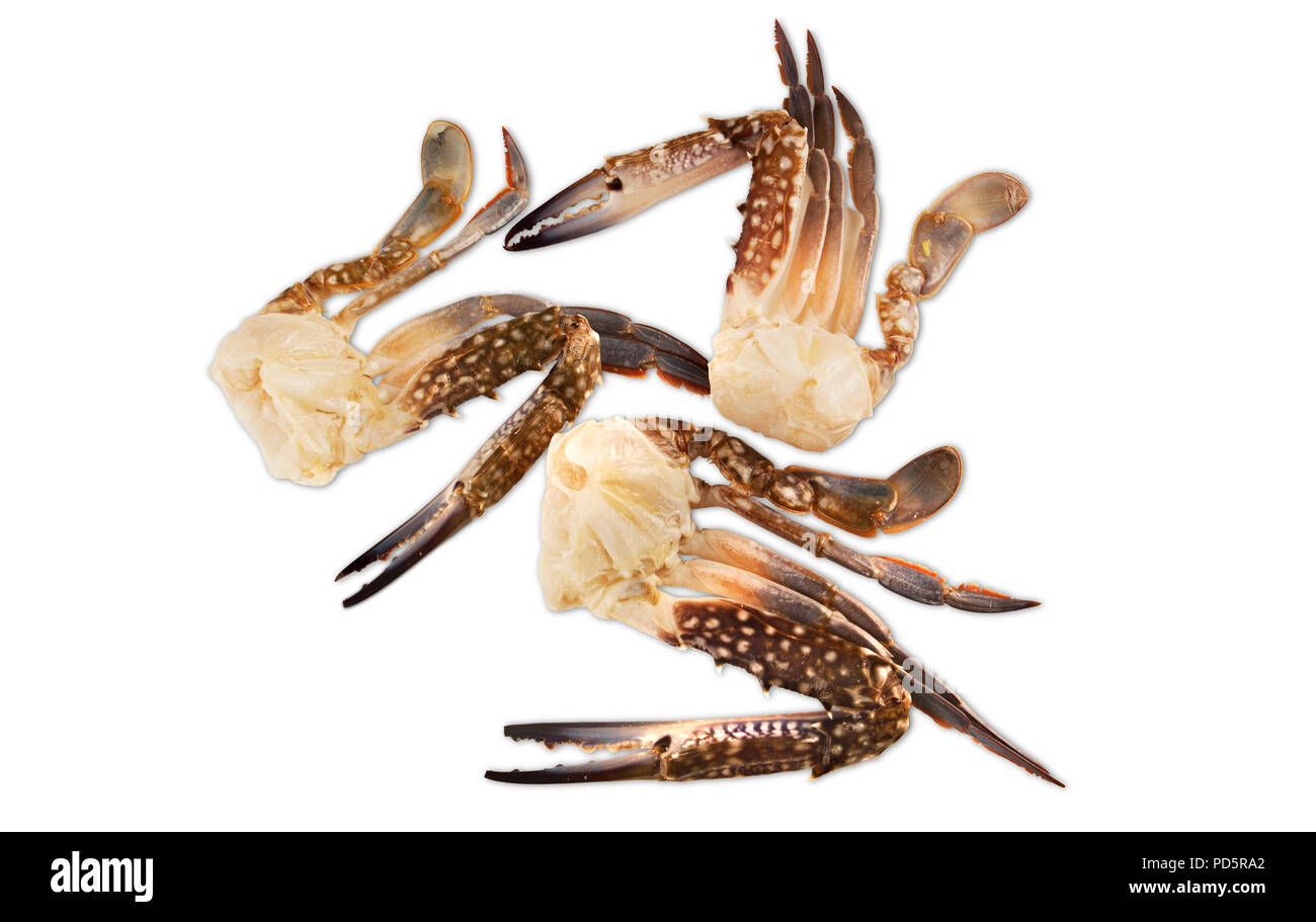 Three claws of a blue crab on a white background Stock Photo - Alamy