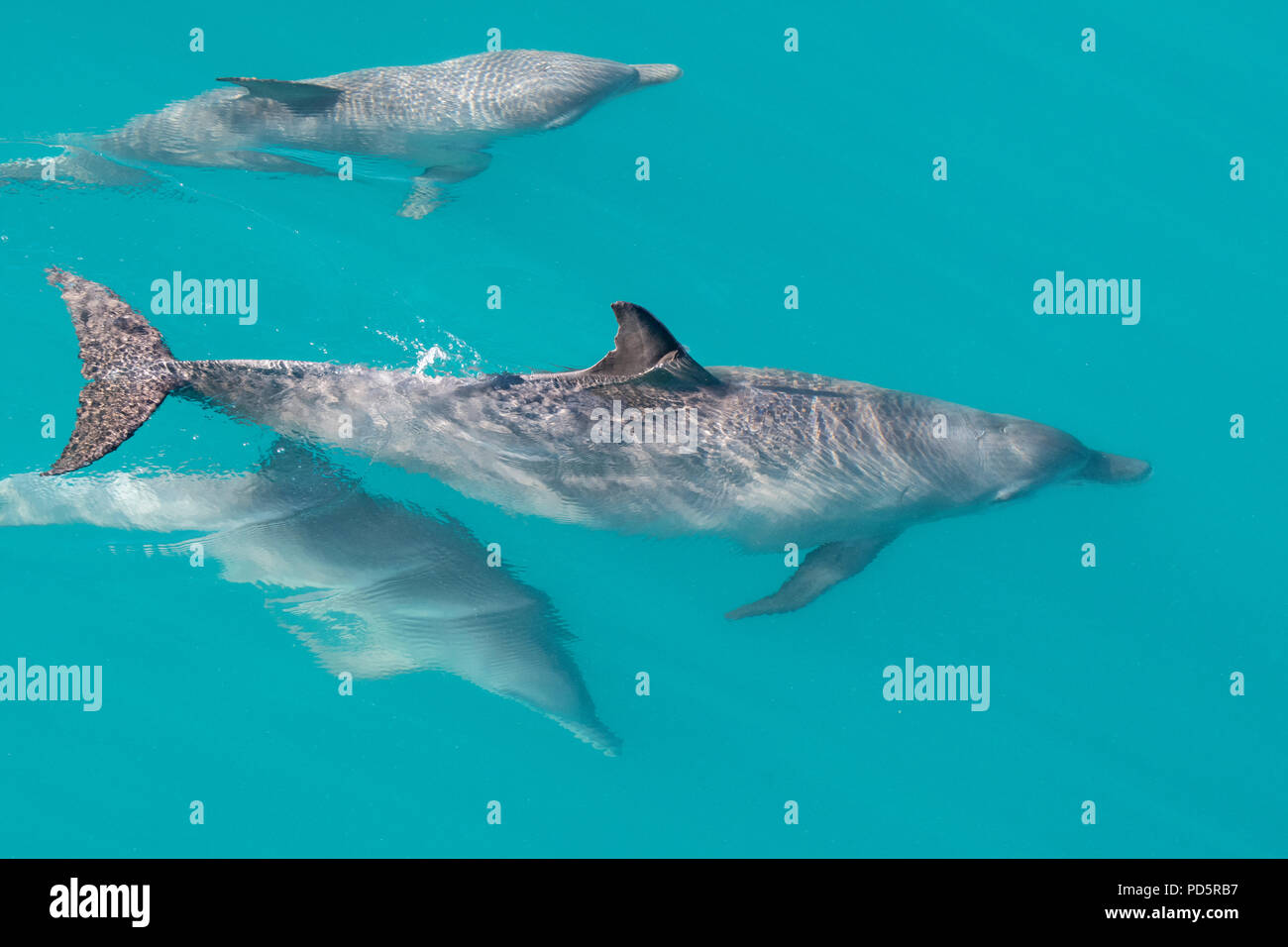 Burrunan dolphin hi-res stock photography and images - Alamy