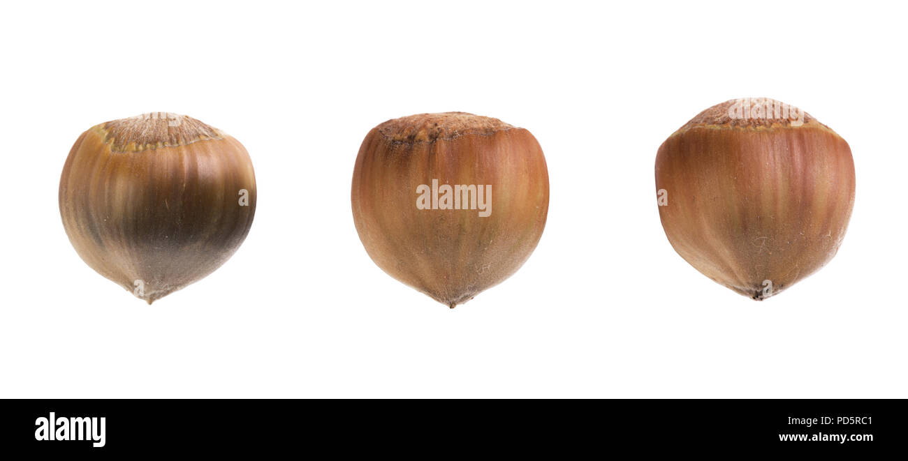 Two hazelnuts in a shell isolated on a white background Stock Photo - Alamy