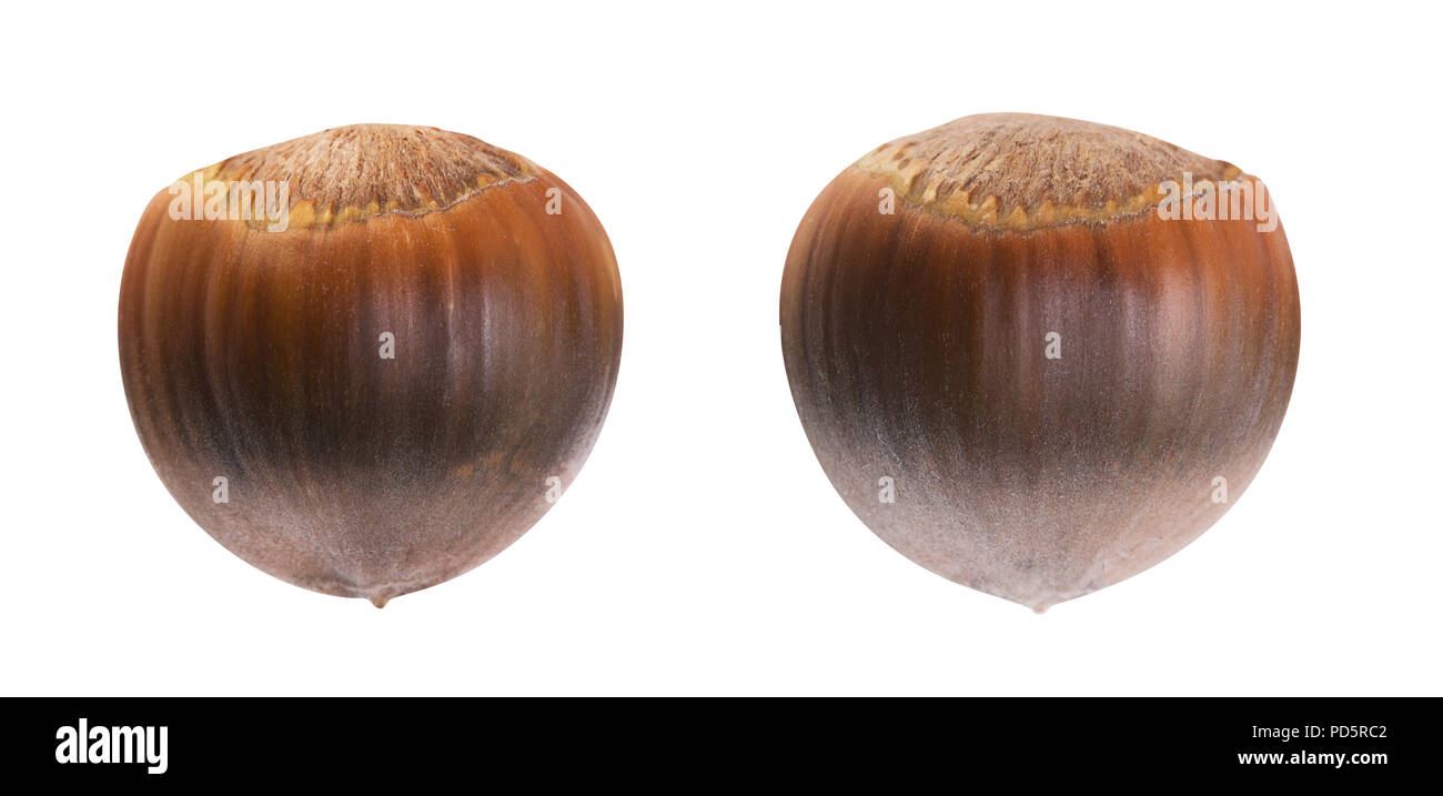 Two hazelnuts in a shell isolated on a white background Stock Photo - Alamy