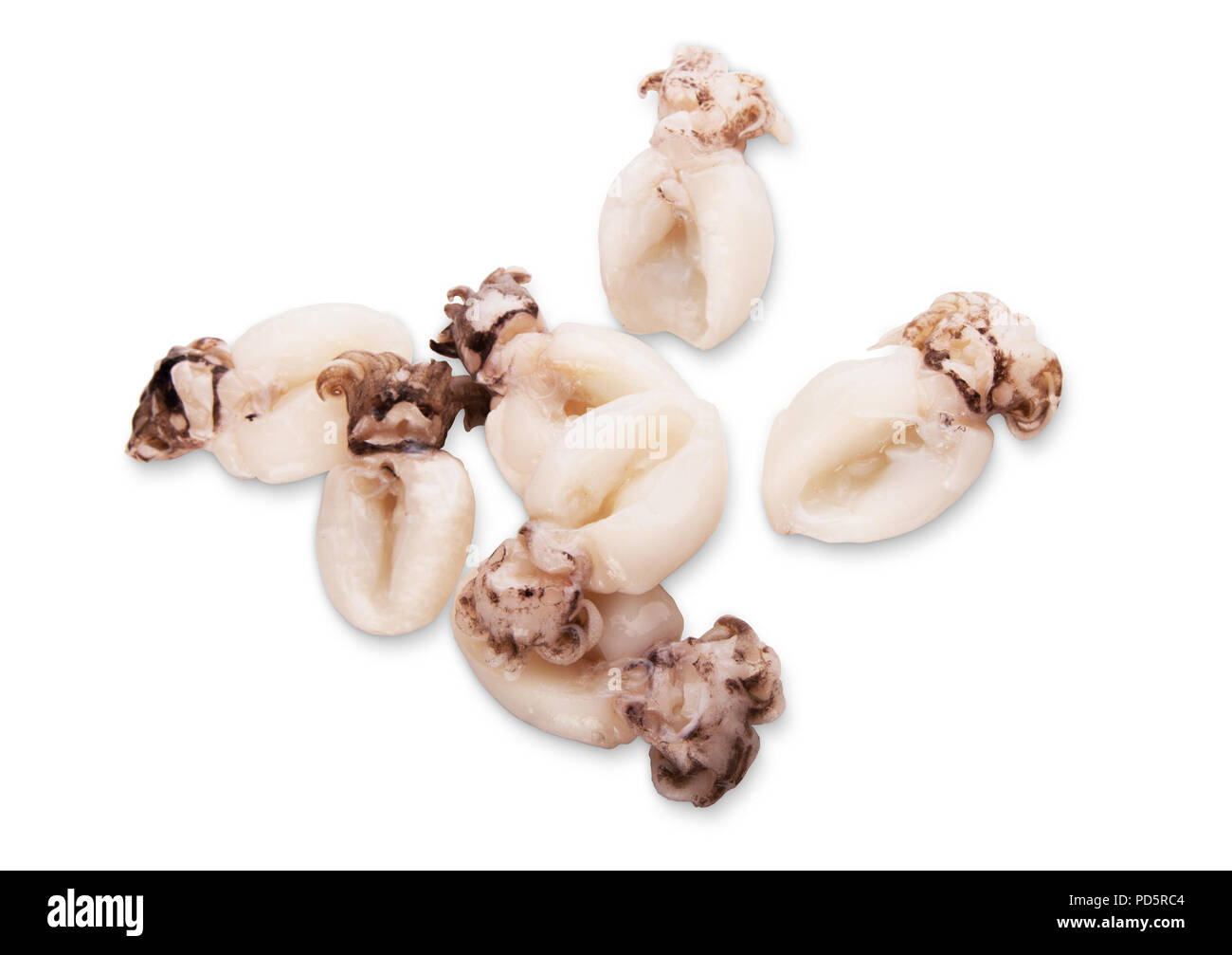 Baby cuttlefish isolated on white background Stock Photo - Alamy