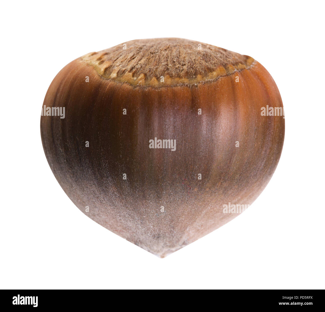 One hazelnut in a shell isolated on a white background Stock Photo - Alamy