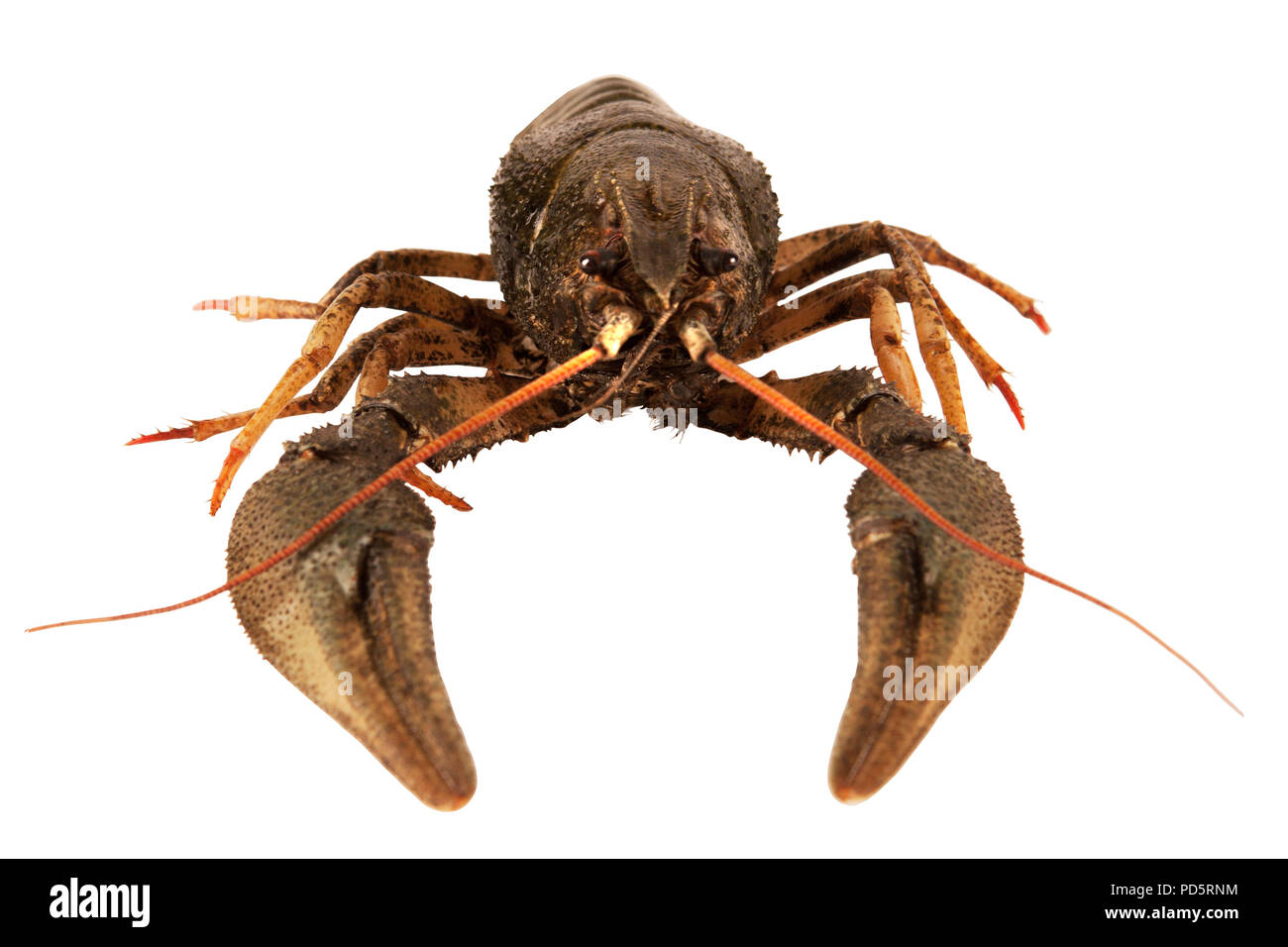 One raw crayfish isolated on white background Stock Photo - Alamy