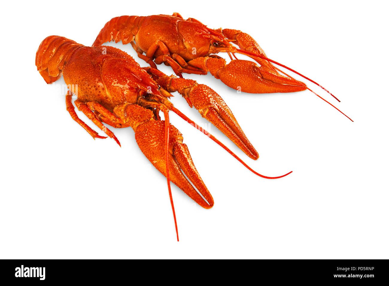 Two red crayfish isolated on white background Stock Photo - Alamy