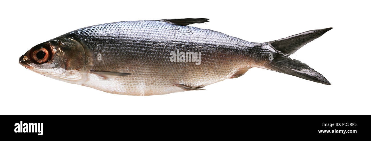raw carcass of river fish on a white background Stock Photo - Alamy